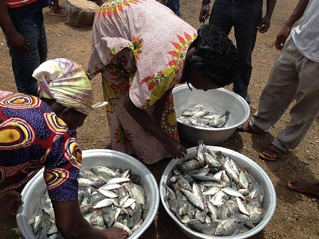 Gowri Group embraces fish cage farming