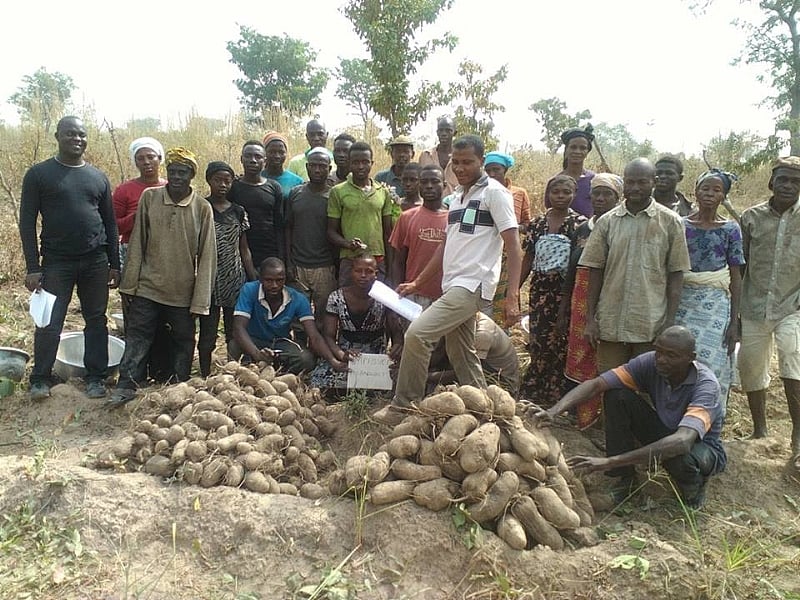Agronomic technologies for sustainable yam production in the face of ...