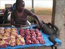 Illegal bushmeat 'rife in Europe'