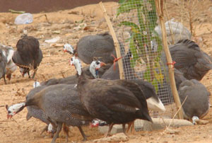 A Country Where Guinea Fowls Are Valued Than Doctors