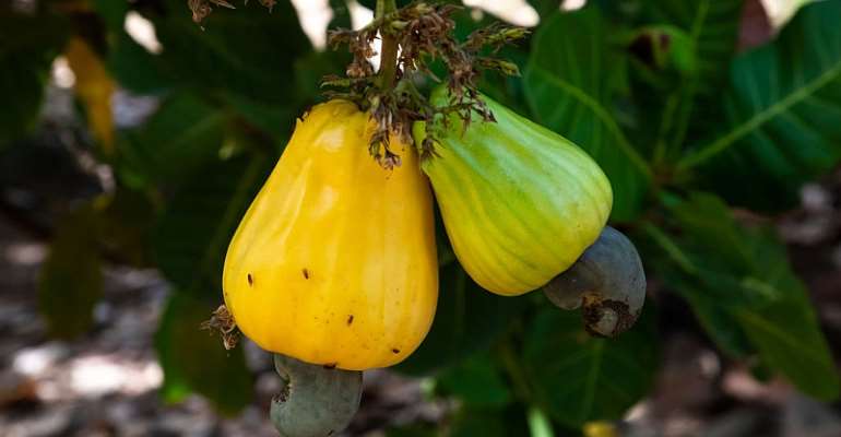 Plant diversity makes West Africa's shea trees bear more fruit