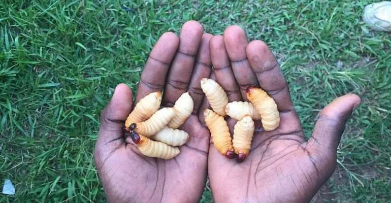 Nutritional Facts And Health Benefits Of Edible Palm Weevil Larvae ...