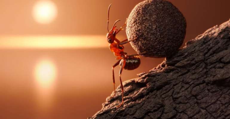 The Ant, Very Small Insect With A Marvelous Intelligence