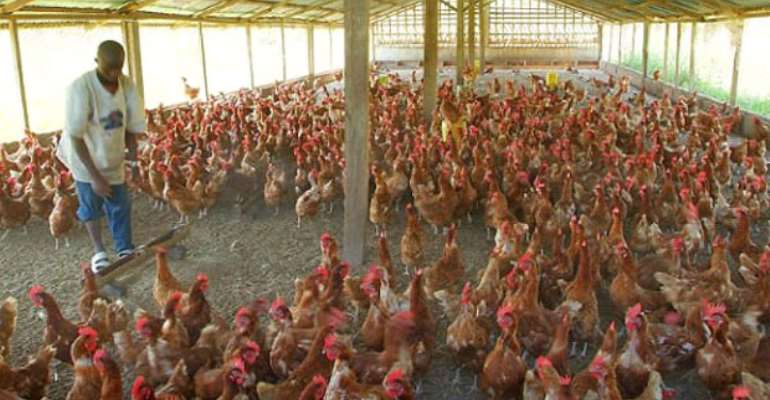 Ministry Of Food And Agric Moves To Deal With Rising Chicken Importation