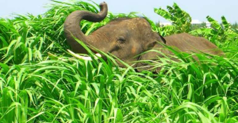 Elephants Destroy Farms At Assin Abodweseso