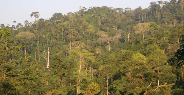 Let's Intensify The Cultivation Of New Forest Reserves