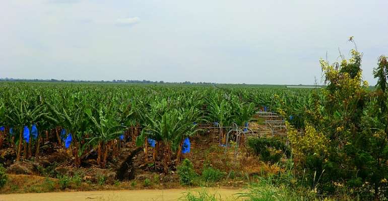 Estate Developers Seize Golden Exotics Farmlands