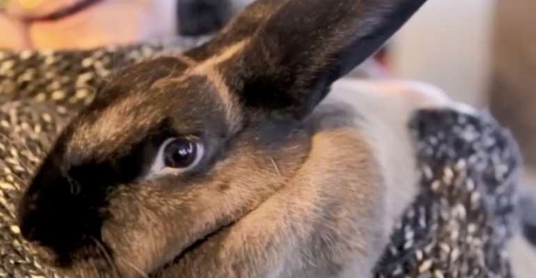 Rabbit Has Mysterious Cross On Its Forehead