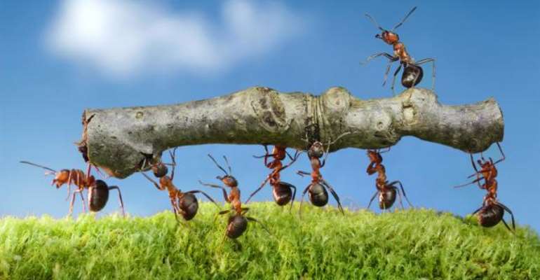 “Go to the ant, O sluggard….”