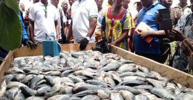 'Saiko' Fishing Collapsing Ghana’s Sardinella Fisheries – Report