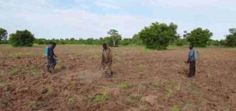 Weedicide causes more harm than good-Chief Farmer