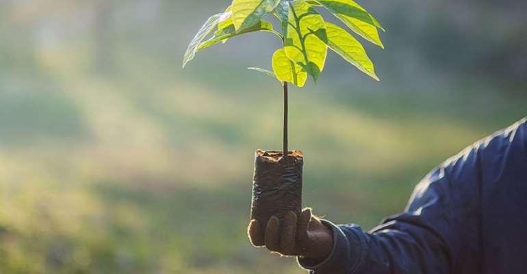 Leading Tree Planting Orgs, Trees for the Future and Arbor Day ...
