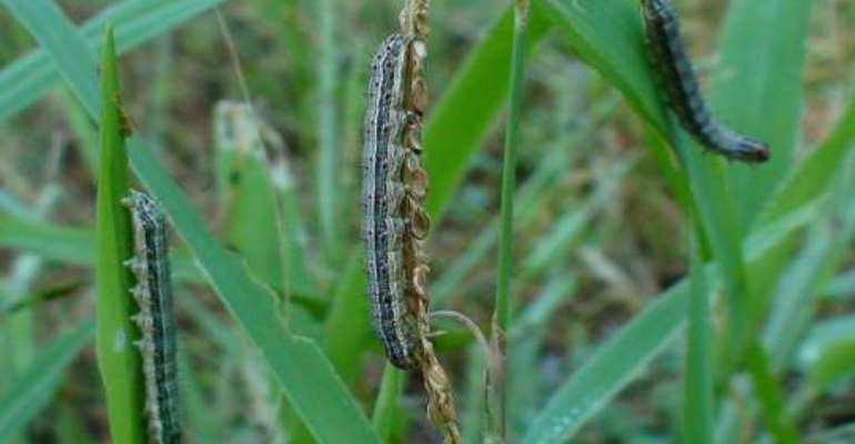 Army worms destroy hectares of farms in Sunyani