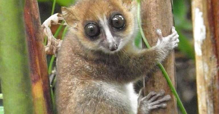 New lemur discovered in Madagascar, but already a threatened species