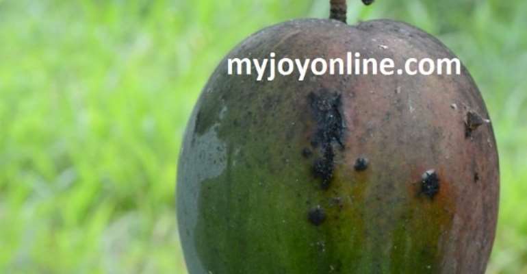 Scientists warn of looming mango bacterial black spot disease