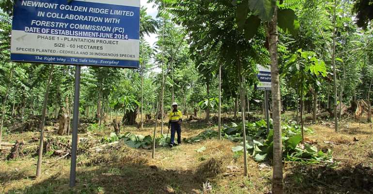 Offsetting Mining Impact With Reforestation: The Story Of New Abirem