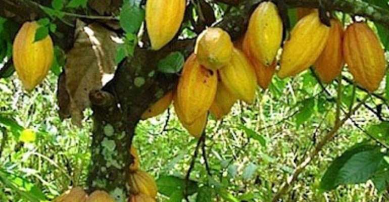 Expand value addition to Ghana’s cocoa beyond the idea of chocolate