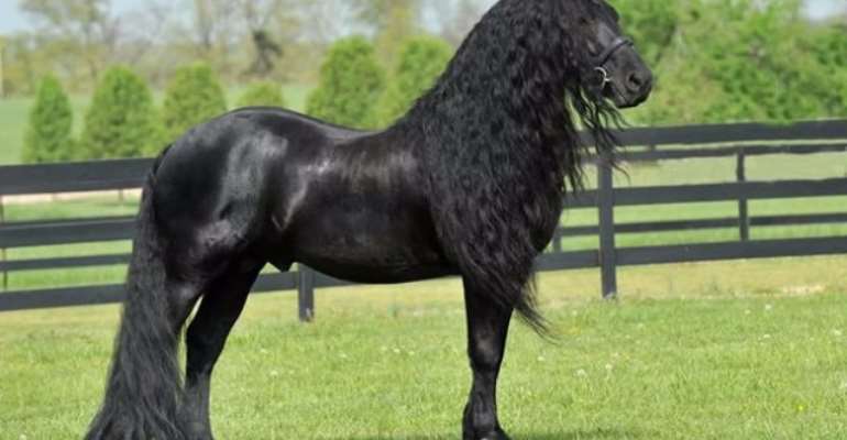 Meet the world's most handsome stallion