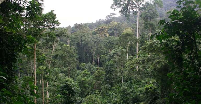 Destroying The Atewa Forest Reserve Will Be Catastrophic For Ghana