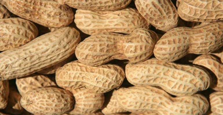 ICRISAT introduces new groundnut varieties in northern Ghana