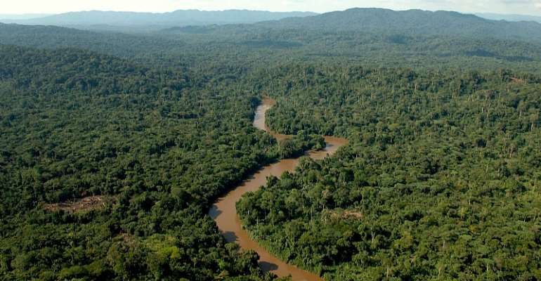 Here Are The Eight Largest Forests In Africa That Hold The Continent's ...