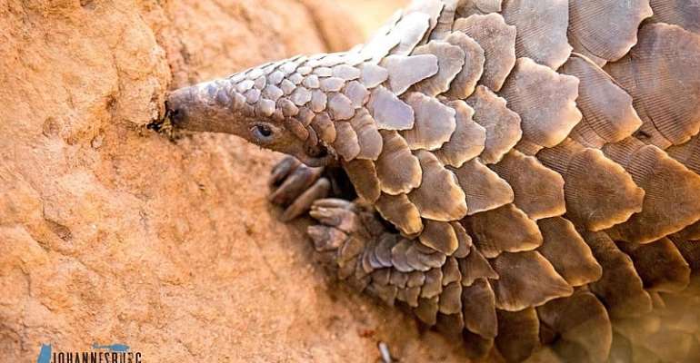 Pangolins in Gabon share burrows with bats in potential 'viral melting ...