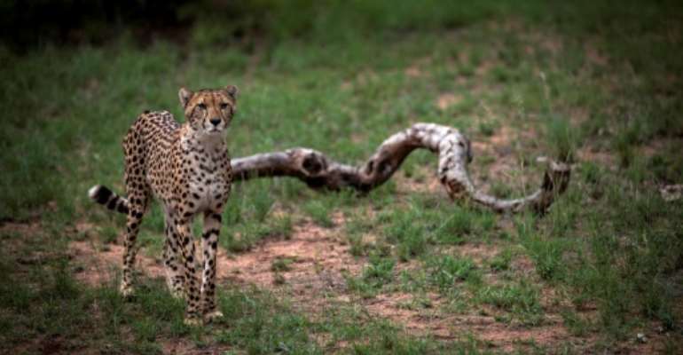 Race to save the cheetah as study reveals extinction threat