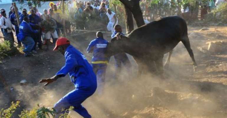 Animal ritual sacrifice celebrates ANC centenary history