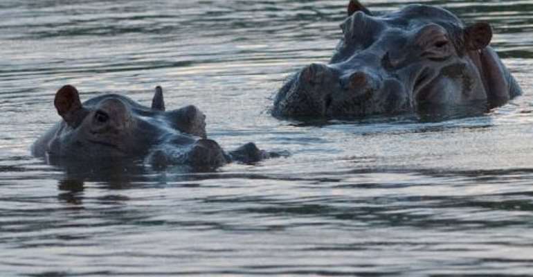 Hippo attack leaves two dead, 11 missing in Niger