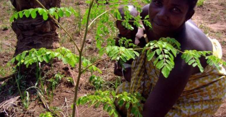 'Miracle' plant boosting health in Sierra Leone