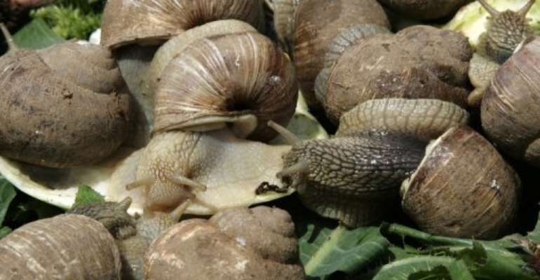 Moroccan snails: from street food to upscale snack