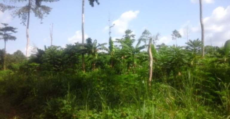 Interview: Forest Plantation Development in Ghana
