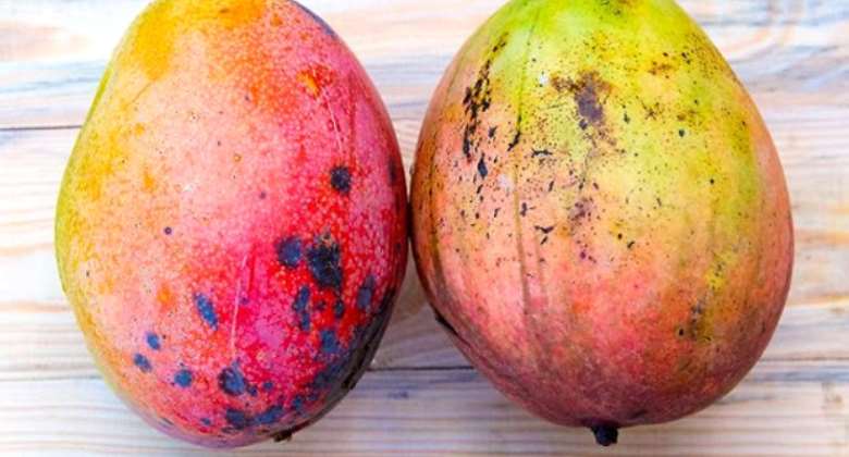 Bacterial Black Spot Attacks Mango Industry