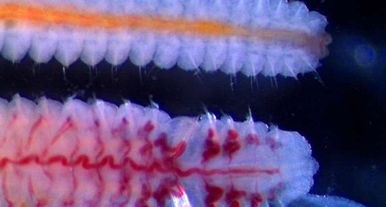 Worms in the seas of southern Africa: we're on a journey to setting the ...