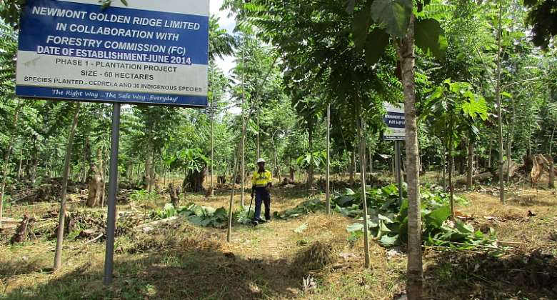 Offsetting Mining Impact With Reforestation: The Story Of New Abirem