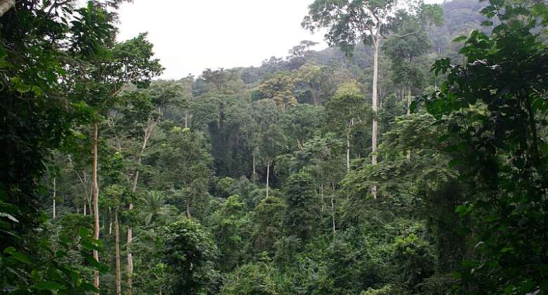 Destroying The Atewa Forest Reserve Will Be Catastrophic For Ghana