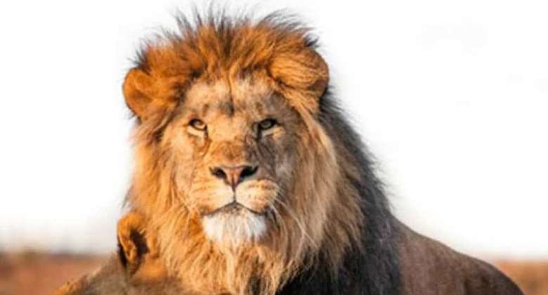 Police probe death of unidentified man devoured by lion at Accra Zoo