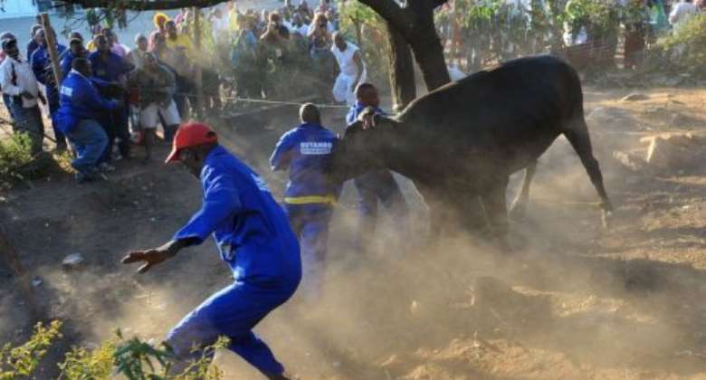 Animal ritual sacrifice celebrates ANC centenary history