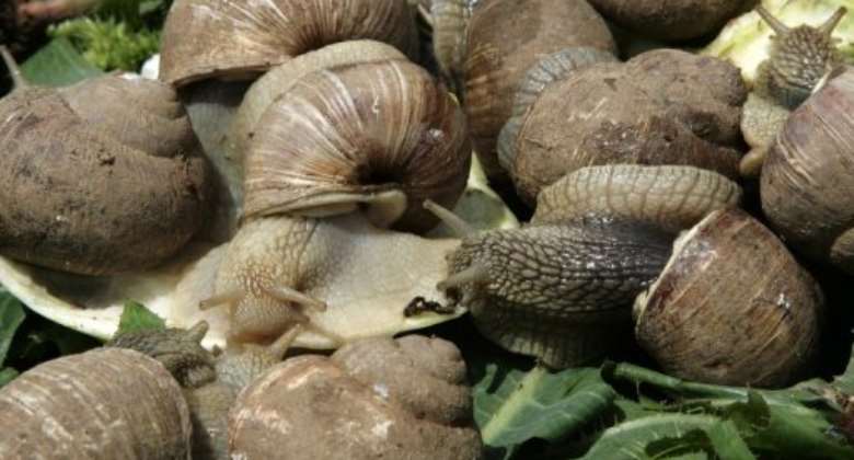 Moroccan snails: from street food to upscale snack
