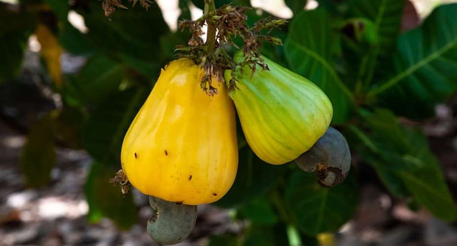 Plant diversity makes West Africa's shea trees bear more fruit