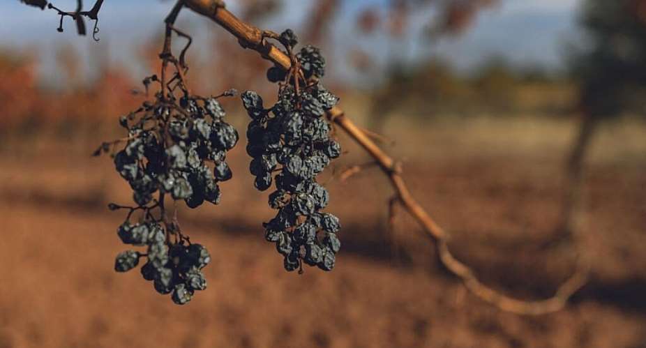 Scorched vines and shrinking incomes drive French winegrowers to the ...