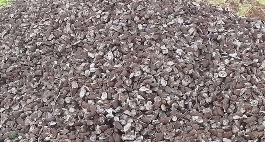 Farmers in Oti Region struggle as dried cassava chips pile up with no ...