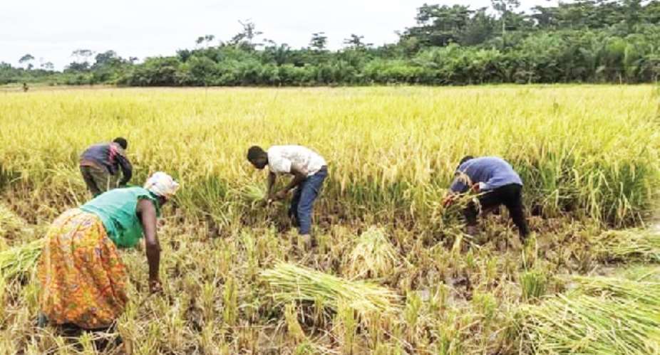 Northern MPs launch initiative to boost large-scale rice production