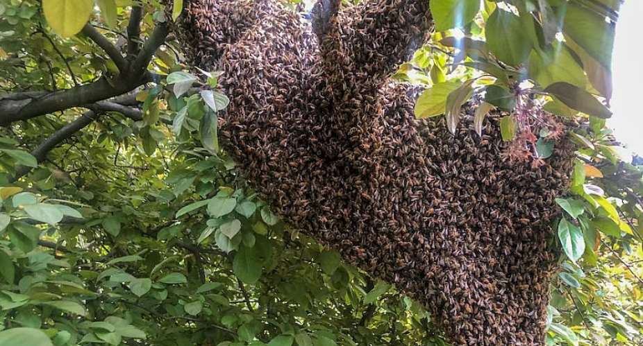 Gomoa East: Swarm of bees attack Daavi Blessed Police Station, over 40 ...