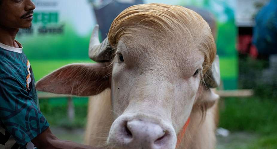 Viral stardom saves ‘Trump’ buffalo from sacrifice in Bangladesh