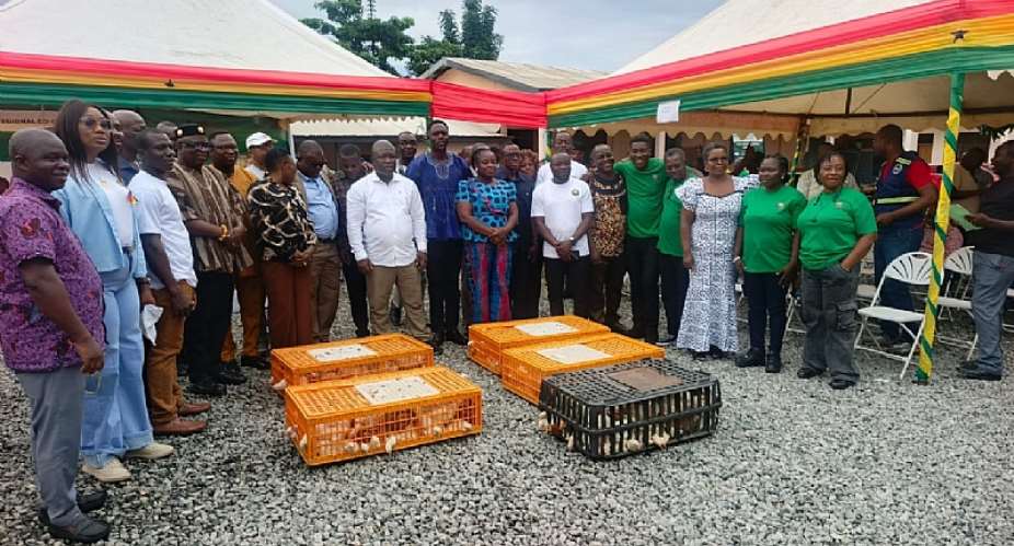 ‘Koklo’ means eradicate poverty – Volta Regional Minister backs broiler ...