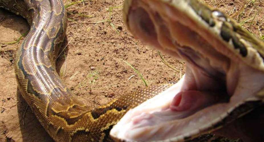 Elmina: 14-year-old conquers monstrous 14-foot python terrorising ...