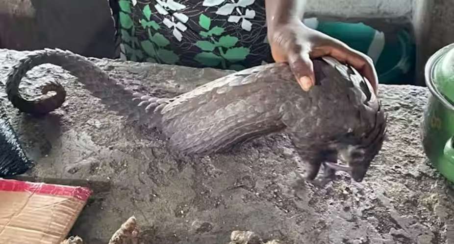 Sierra Leone’s bushmeat markets pose serious health hazards – we ...