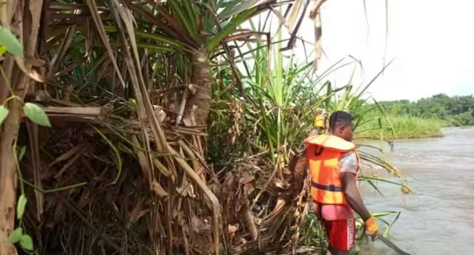 Beating river blindness: blackfly bites dramatically reduced after ...