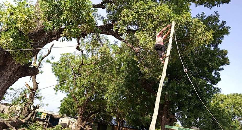 Chiana residents raise alarm over falling Mahogany trees, call for ...